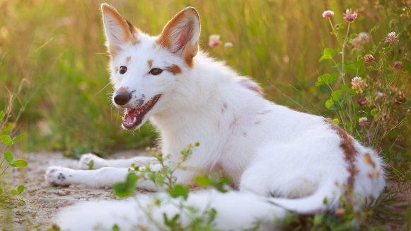 Silver Fox Management